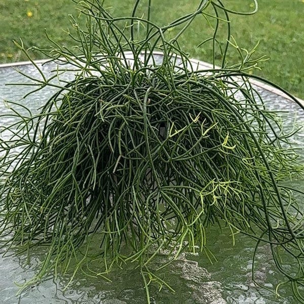 6” Rhipsalis Cashero Hanging Basket - Rooted Bushy Mistletoe Plant ...