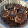 Bulbine Torta, Super Rare Succulent！ - Etsy
