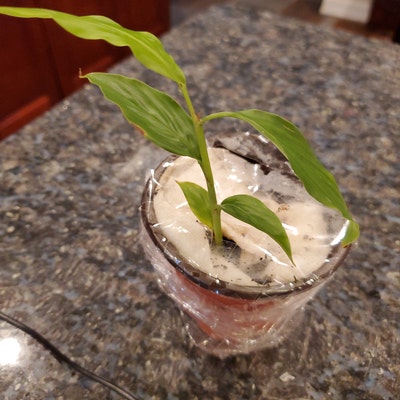 Hawaiian Red Ginger Alpinia Purpurata Live Rhizome With Stalk - Etsy