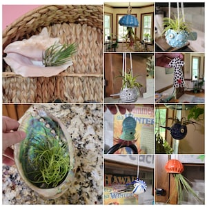 Neglecta Mini Air Plants Tillandsia, Air Plant, Indoor Plant, House ...