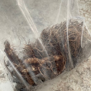 5 Wild Orange Day Lilly Plants Root System Only Twany Ditch | Etsy