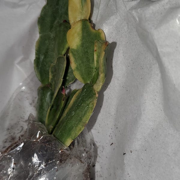 Opuntia Prickly Pear Snow Fuzzy Cactus - Etsy