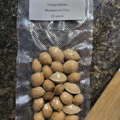 Prosopis Cineraria Khejri Khejra, Sami, Shami 200 2,500 Seeds - Etsy