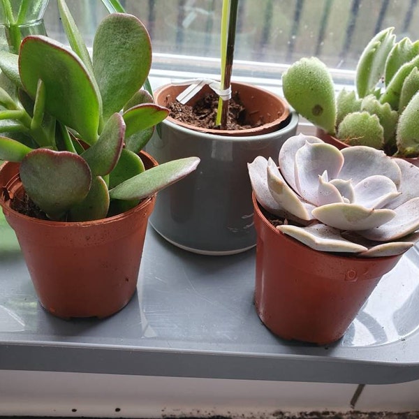 Small Succulent Plants • Random Succulents • 5cm Pots • Open Terrarium ...