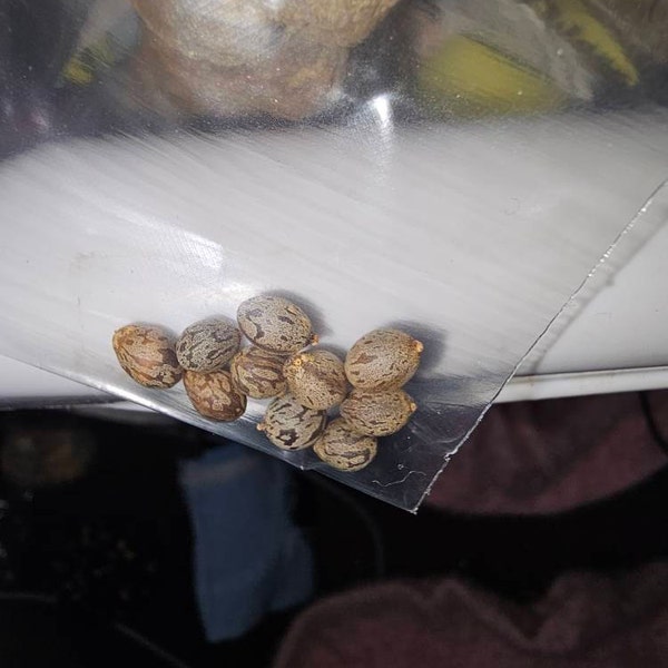 Alligator Pepper Seeds - Etsy