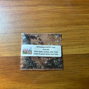 CATMINT, Catnip Seeds - Persian Blue, Great Ground Cover, Perennial, 50 ...