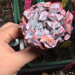 Melocactus Azureusblue Cactuslive Cactus Planthouse | Etsy