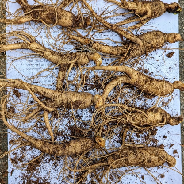 Ginseng Roots Ready for Transplanting! (4 Yr Old Premium Seed Producing ...