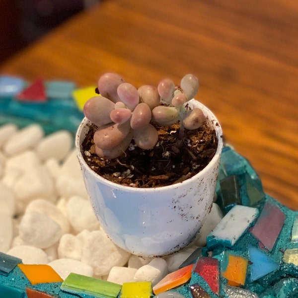 Edible Sagittaria Trifolia Giant Cantonese Sand Arrowhead Tuber for ...