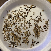FALSE SUNFLOWER Seeds FREE Shipping Fresh & Organic Heliopsis Scabra ...