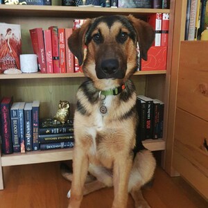 Dog Tag Bunny Chaser Dog Tag Funny Pet Tag Dog ID Tag | Etsy