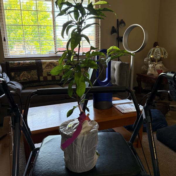 Evergreen Huckleberry (scarlet Ovation) - Etsy