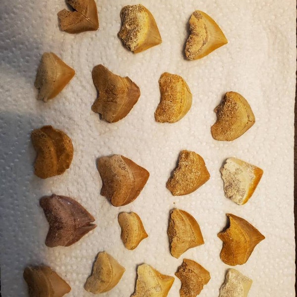 Real Authentic Fossilized Corax Shark Teeth 10 Piece Pack - Etsy