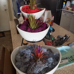 Air Plant Xeric Variety Mix of 10 Airplant Tillandsia | Etsy