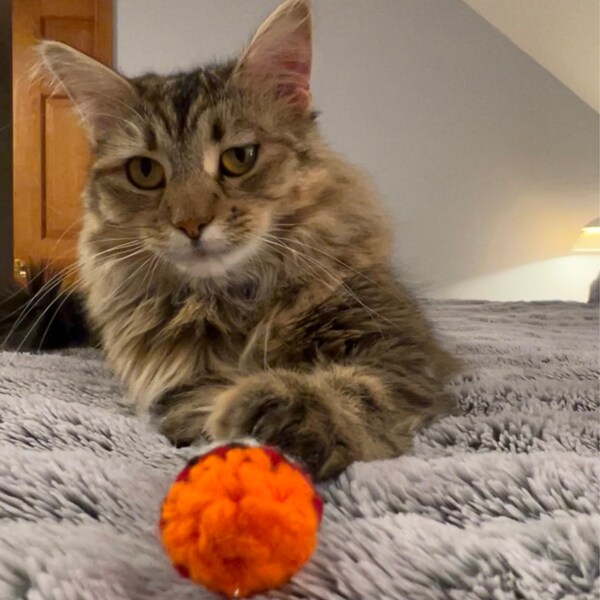 Catnip Doobie/novelty Joint - Etsy