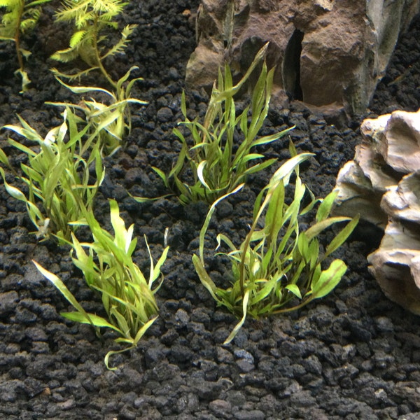Cryptocoryne Becketii - Tissue Culture - Live Aquatic Plant - Live ...