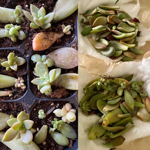 Succulent Leaf Starters Propagation - Etsy