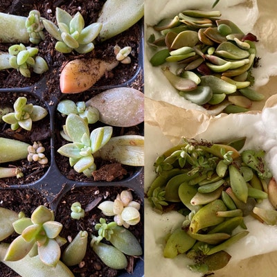 Succulent Leaf Starters Propagation - Etsy