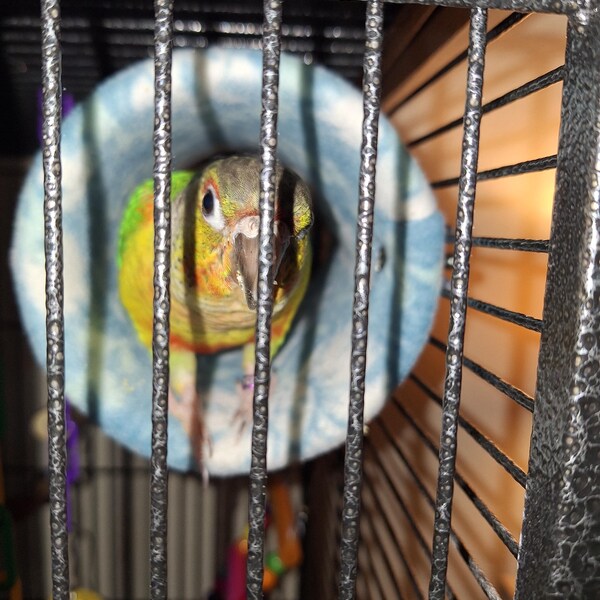 Custom Cozy Bird Tent Comfy Parrot Hut Pet Bird Bed Accessory Handmade ...