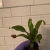 Aglaonema Ruby Ray 2” Plant **(ALL Plants Require You to Purchase ANY 2 ...