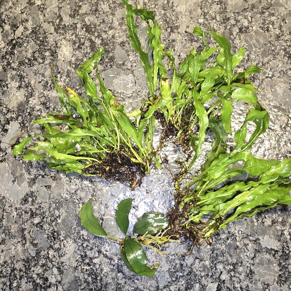 Java Fern 'petite' (microsorum Pteropus) Mat - Live Aquatic Plant for ...