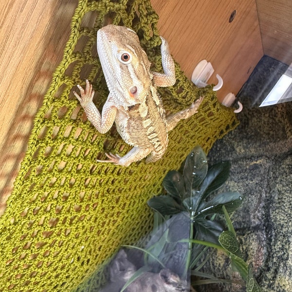 Reptile Climbable Wall | Climbing Wall for Reptiles | Reptile Climbable ...