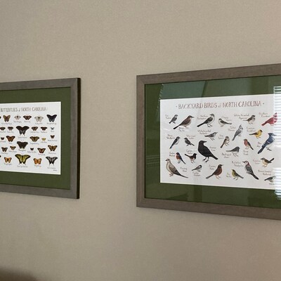 North Carolina Backyard Birds Field Guide Art Print / Watercolor ...