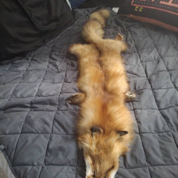 Cabin Red Fox Pelt, Tanned - Etsy
