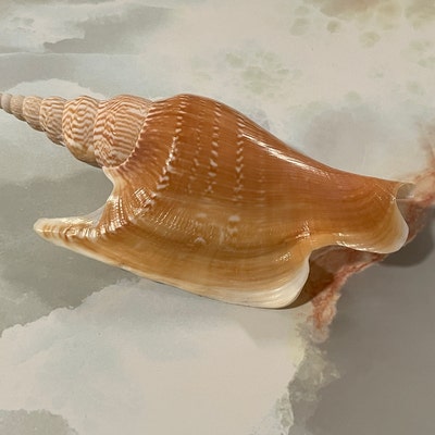 Argonaut Shell Paper Nautilus Natural Cleaned Sea Shell Rare - Etsy