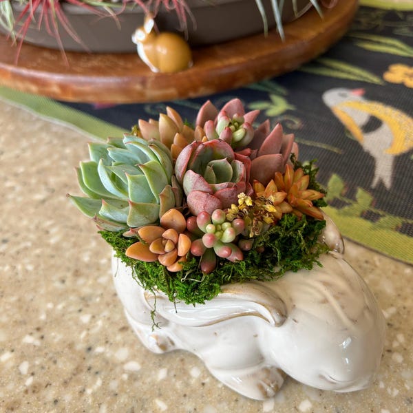 Colorful Living Succulents in a Falling Leaf Pot, Autumn Decor, Fall ...