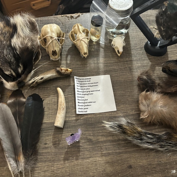 Freeze Dried Yak Feet for One Taxidermy Yak, Deer Antlers, Taxidermy ...