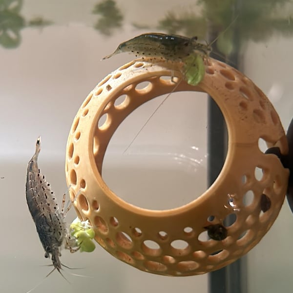 Betta Fish Cave Lounge Hammock, Aquarium Decor to Swim-through, Hide ...