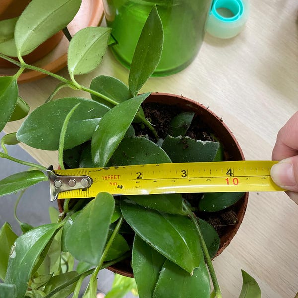 Rose 'fantastic at 60' Happy Birthday Rose Gift Wrapped With Huge Bow ...