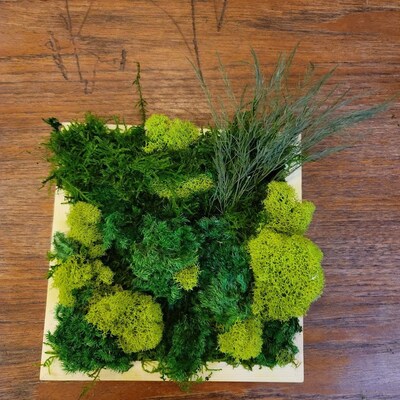 DIY Moss Wall Art Kit, Holiday Gift, Gift for Her Him, Make Your Own ...