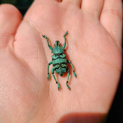 Real Turquoise Weevil Beetle, Eupholus Chevrolati - Etsy