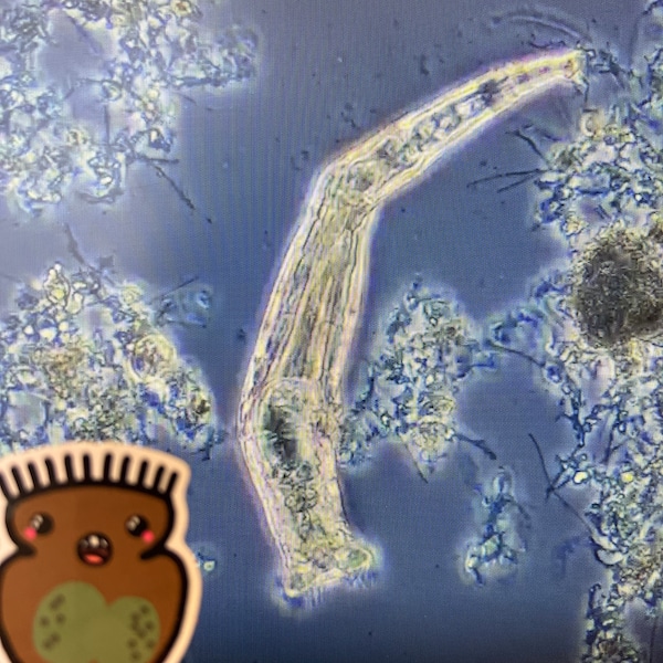 Cute Microorganism Critters Sticker Set - Etsy