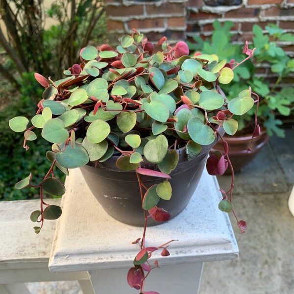 Ruby Cascade 6 Inch Peperomia Ruby Cascade Live Hanging Plant Peperomia ...