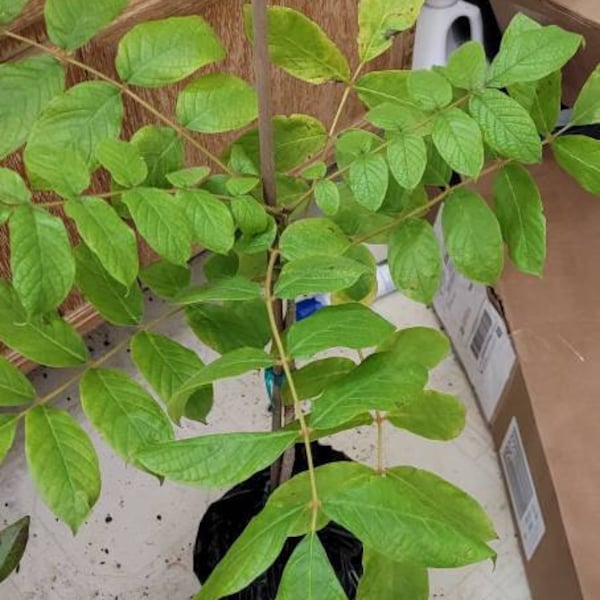 Flanders Fig Live Plant 2ft Tall Ship in 6 Pot - Etsy