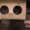 Full Length Cage Ledges for Full Cheeks Chew Proof City Loft Cage Kiln ...