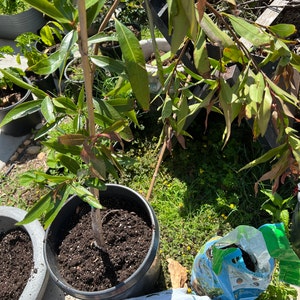 RARE Governor's Plum flavourtia Indica Live Fruit Tree - Etsy