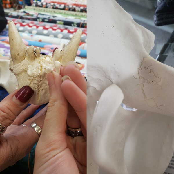 Large Male AFRICAN LION SKULL Replica Taxidermy Home Decor Interior ...