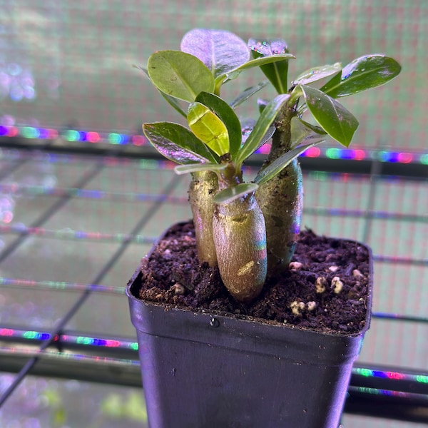 Desert Rose Plants, Free Shipping, 3 Adenium Succulents, Fat Rooted ...