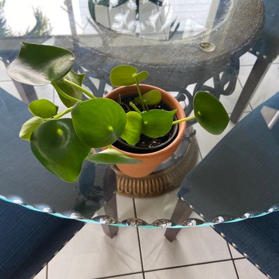 Peperomia Polybotrya Peperomia Raindrop Live Plant Rare - Etsy