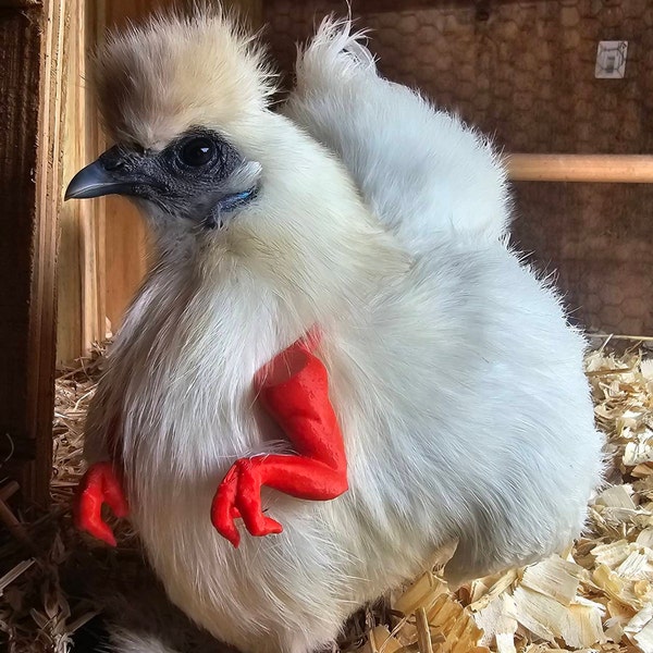 3D Printed Chicken Arms Velociraptor T-rex Dinosaur Arms - Various ...