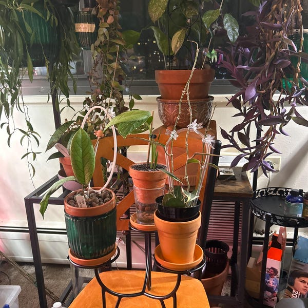 Orbit Modern Triple Plant Stand - Etsy