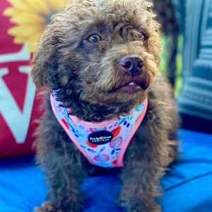 Tealin Cute Dog Harness Dog Harness Teal Adjustable Dog | Etsy