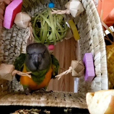 Power Poof Small Bird Toy - Etsy