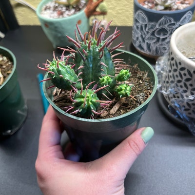 Crassula Picturata tiger Jade 4 - Etsy