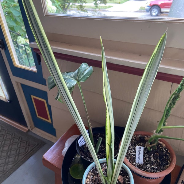 Anthurium Zara X Michelle Doc Block Hybrid - Etsy