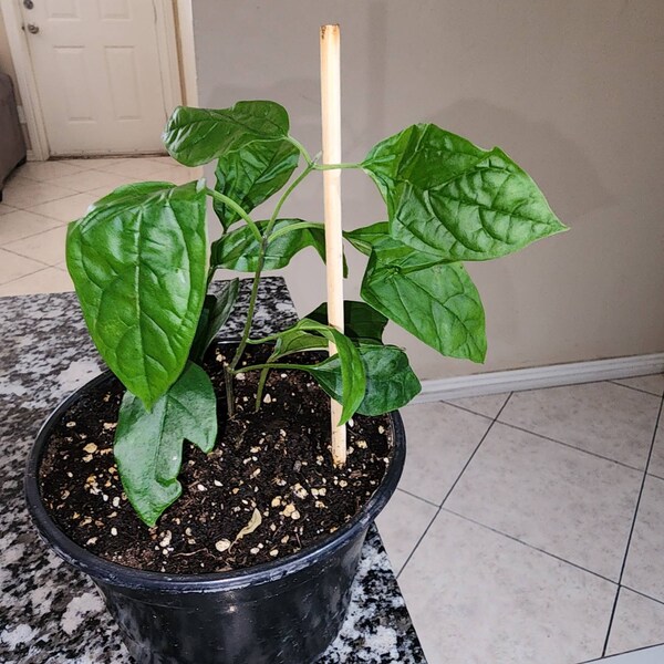 BLEEDING HEART~ Small Rooted Starter Plant~ Clerodendrum Thomsonia ...